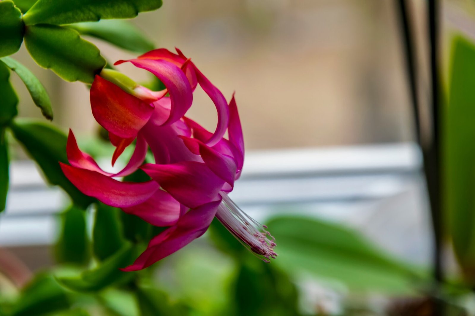 Why Are the Leaves on My Christmas Cactus Limp? - Christmas Cactus
